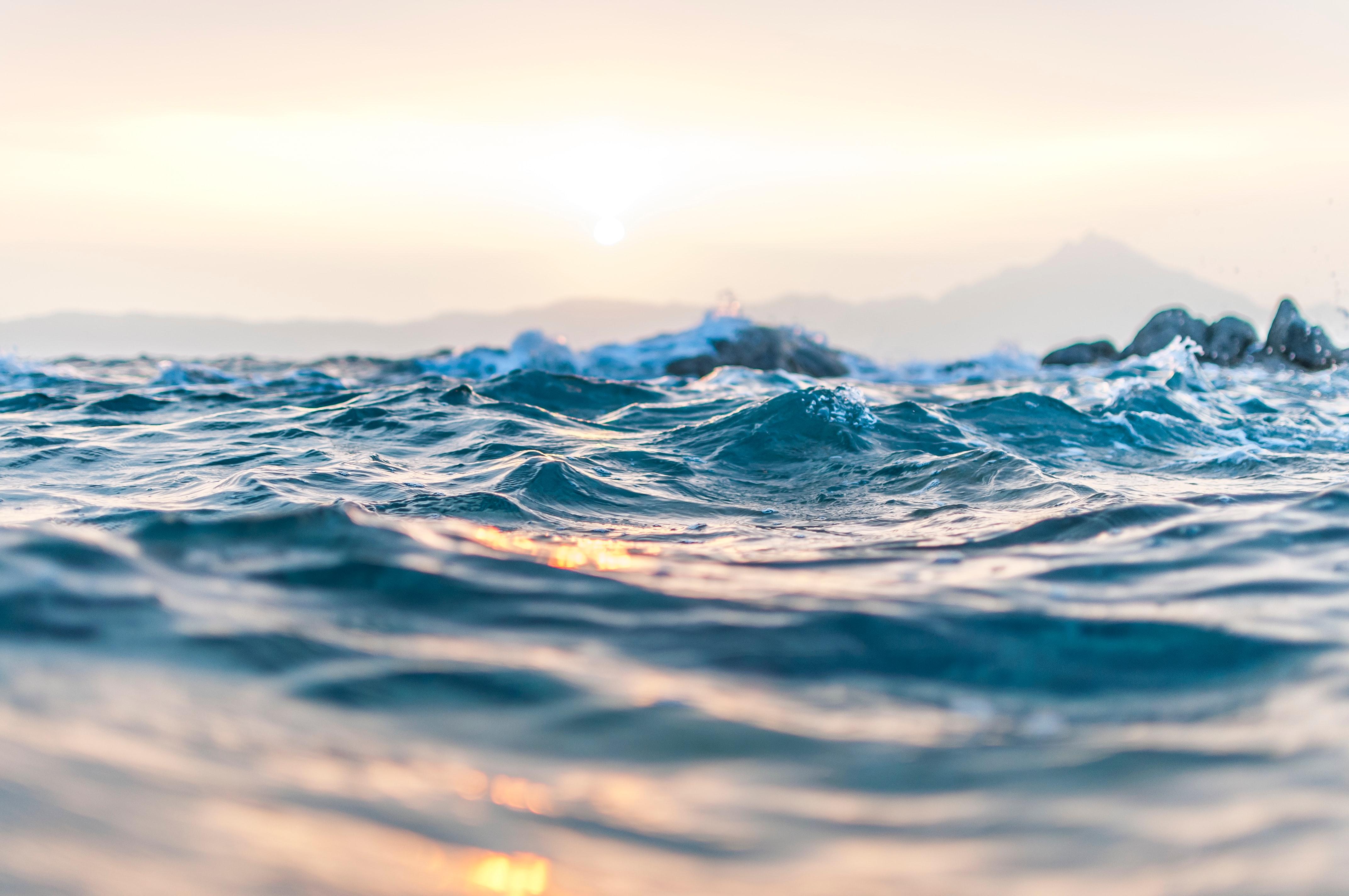 Ocean enthusiasts discovered a two-headed sea creature, and if you ...