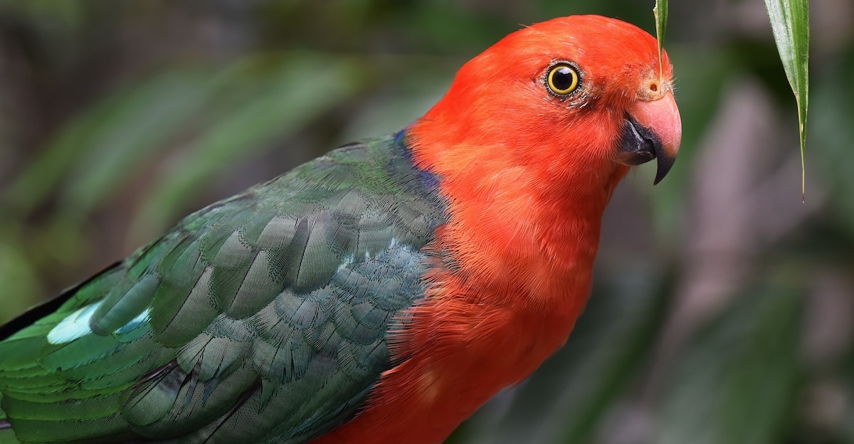 People can't stop watching this video of a parrot who told Alexa to ...