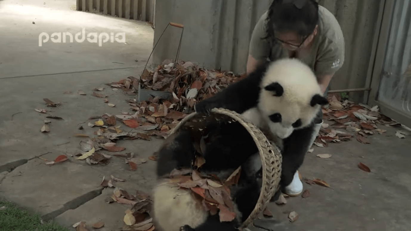 Zoo worker just wanted to rake her leaves but these baby pandas had ...