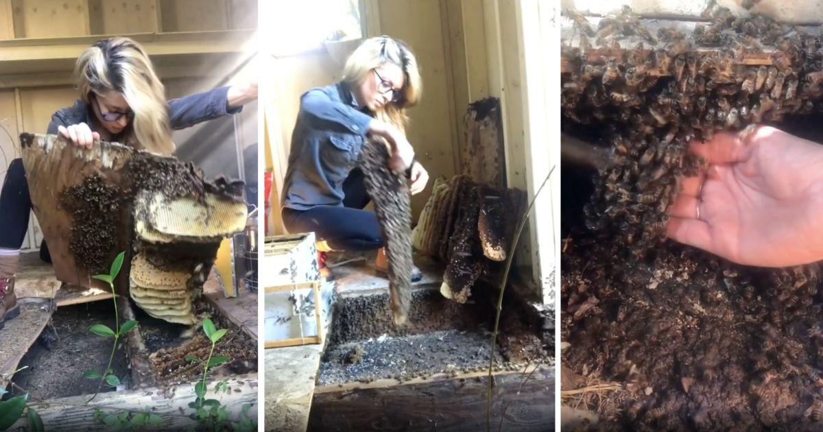 Beekeeper removes a huge bee colony from a shed with her bare hands and ...