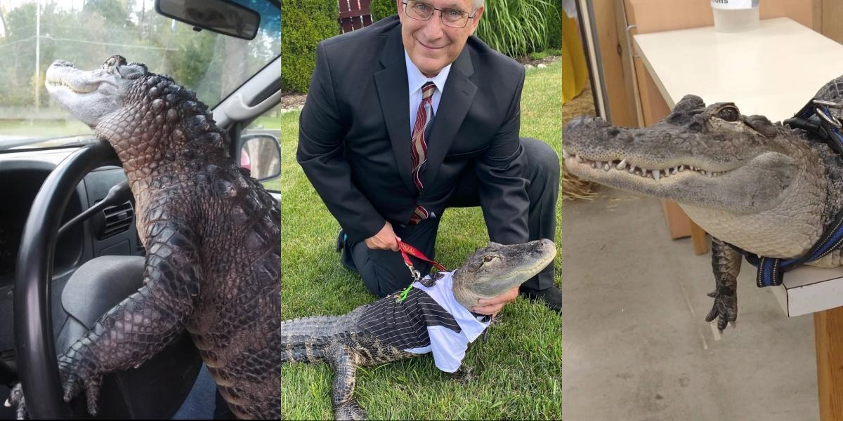 Emotional support alligator in Pennsylvania turns heads - Upworthy