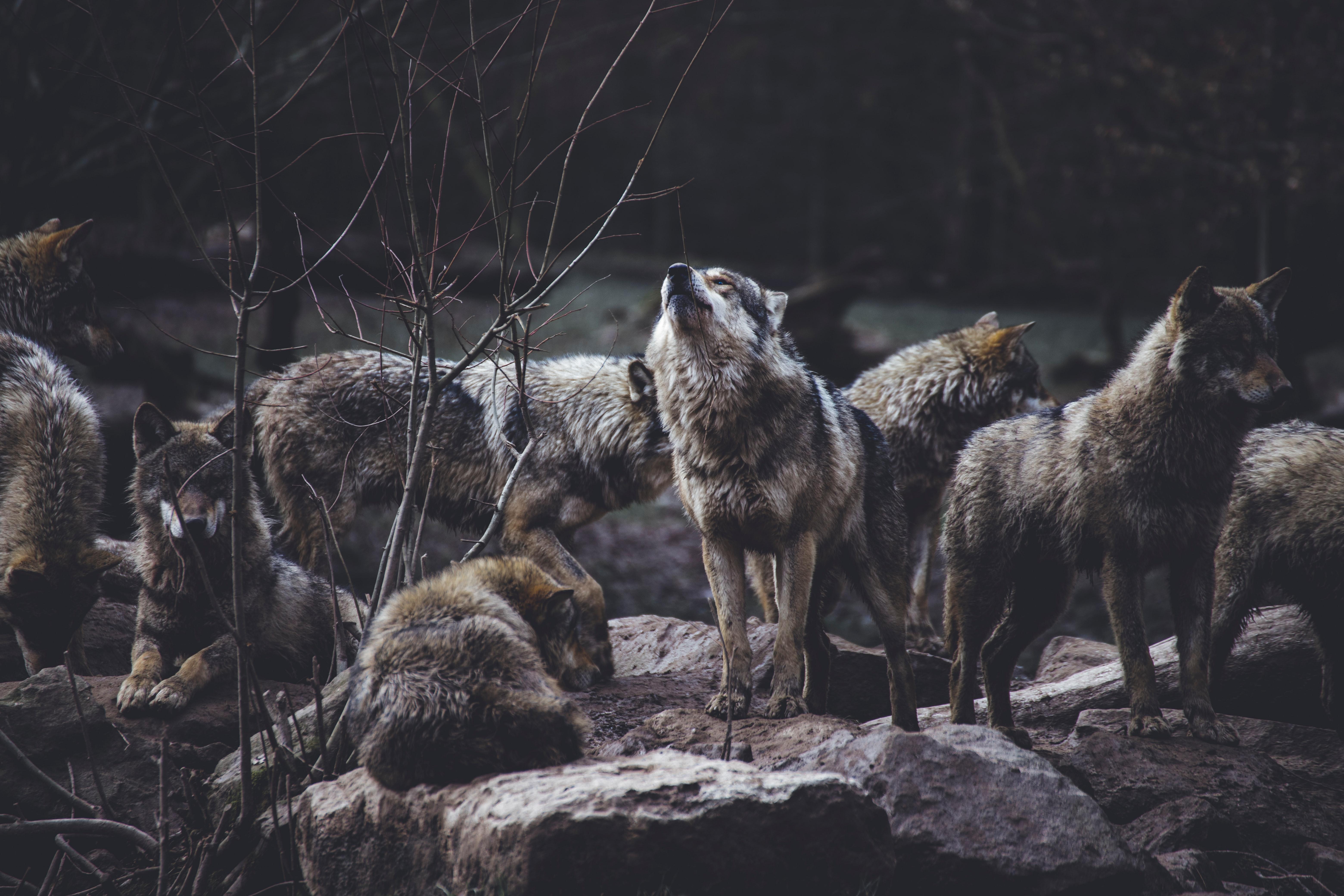 Our childhood fairytales got wolves wrong - Upworthy