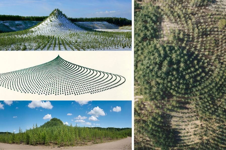 'Tree Mountain' is a man-made forest designed by Agnes Denes - Upworthy