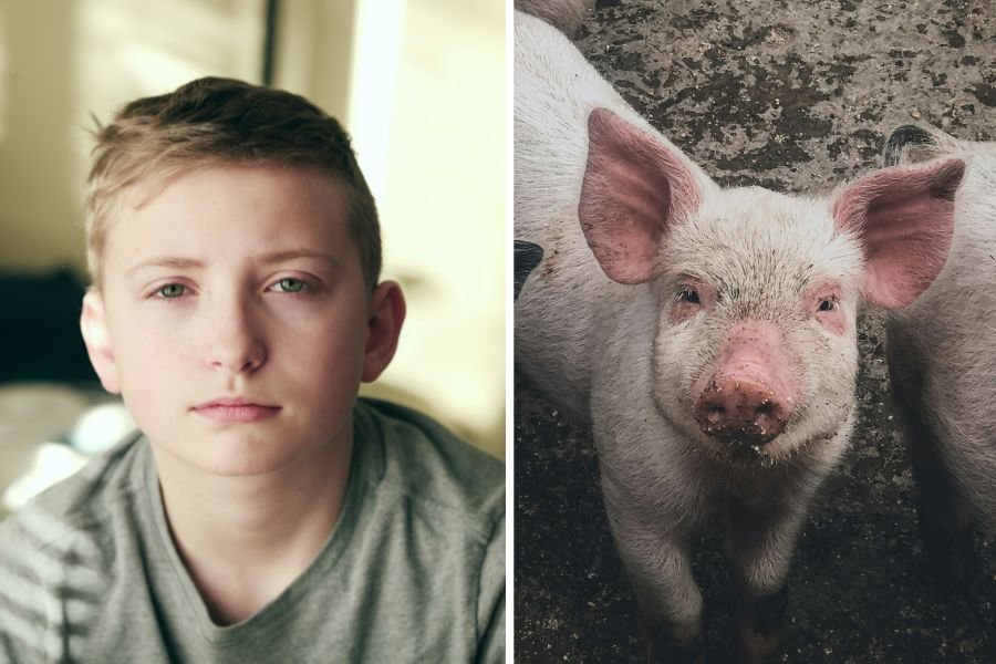 Kids death-staring into judges' souls while showing pigs has people ...