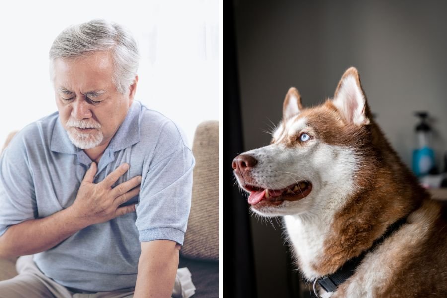 Dog gives owner CPR saving him from massive heart attack - Upworthy