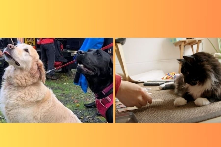 Incredible pet stories of 2024 - Upworthy