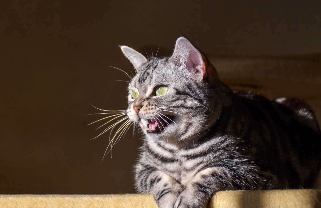 Why do cats make that weird 'ekekek' noise? 5 reasons behind the odd ...