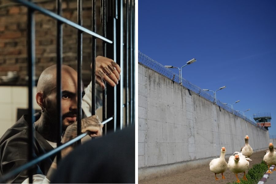 Prison in Brazil ditches guard dogs for a gaggle of geese - Upworthy