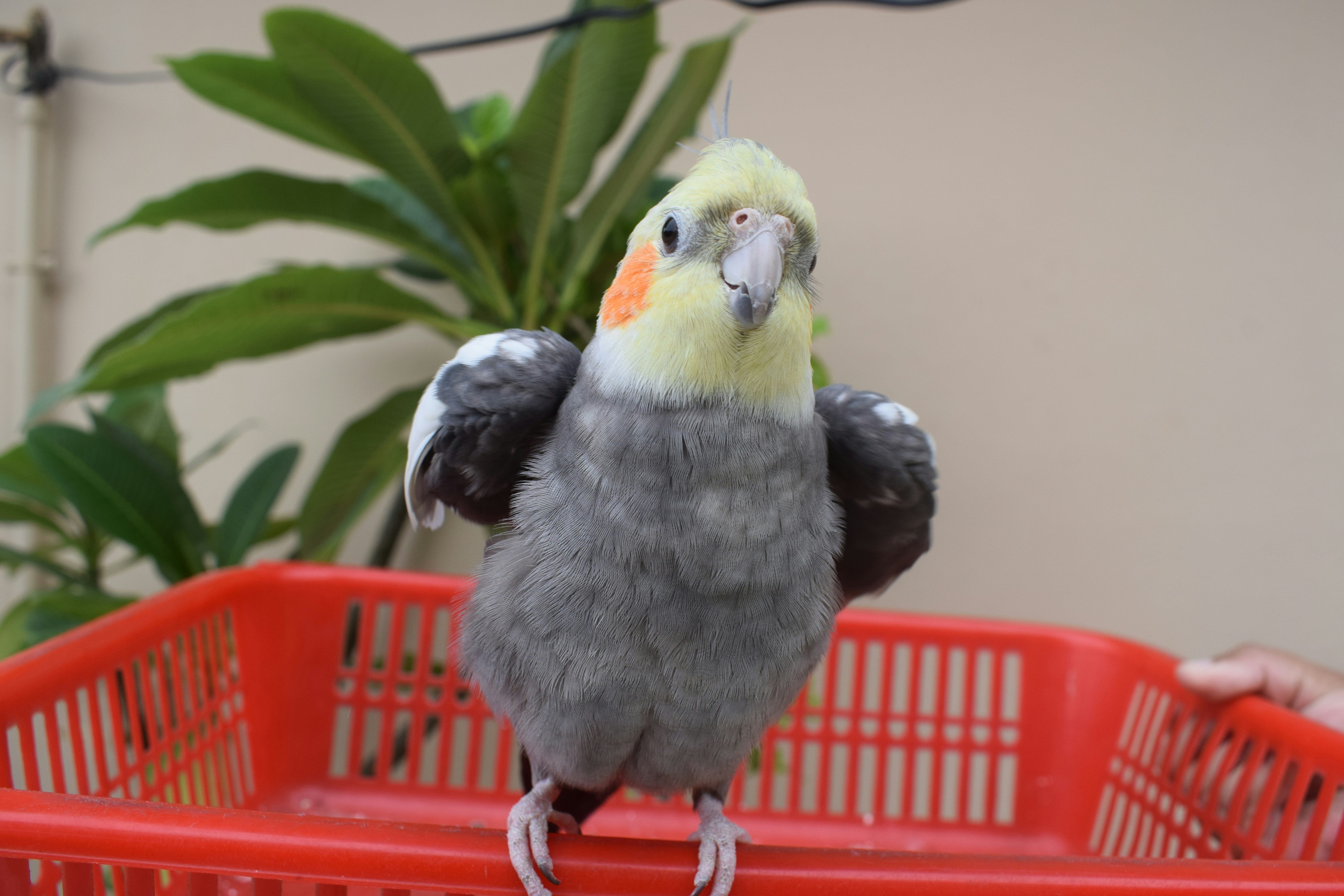 Pet cockatiel is obsessed with singing 'September' by Earth, Wind and ...