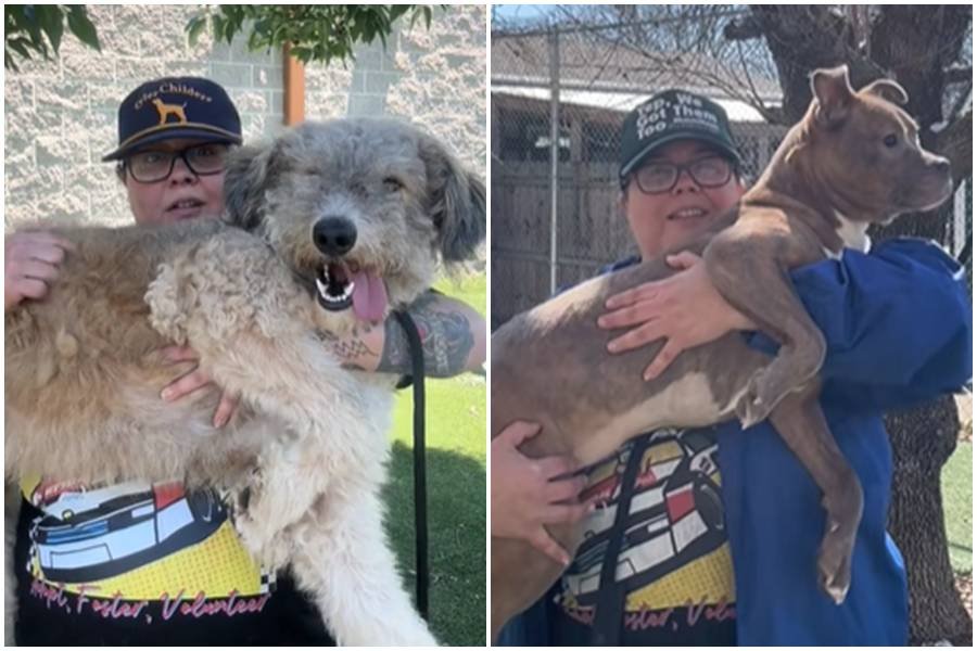 'Himalayan fur goblin': Animal shelter adoptions up 25% after giving ...