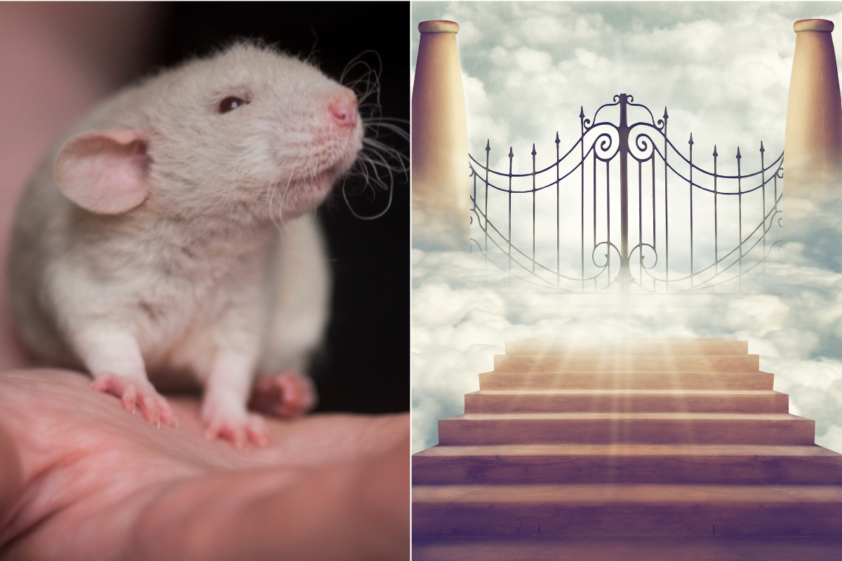 A controversial scientist created a 'utopia' for mice. 19 months in, it ...
