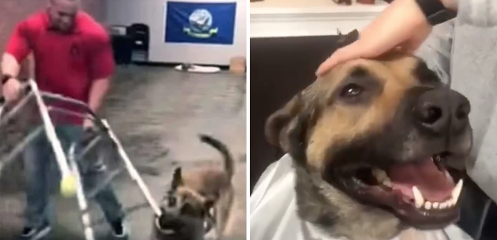 Service dog epically fails every single test at training school, and ...