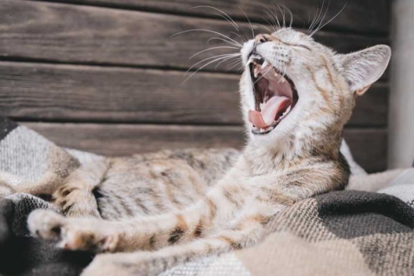 Veterinarian shares 7 signs a cat loves you, even if it seems like they ...