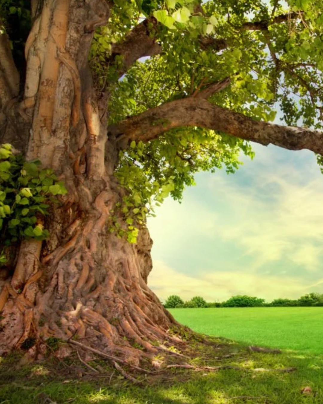 Scientists finally explain the real reason people ‘knock on wood ...