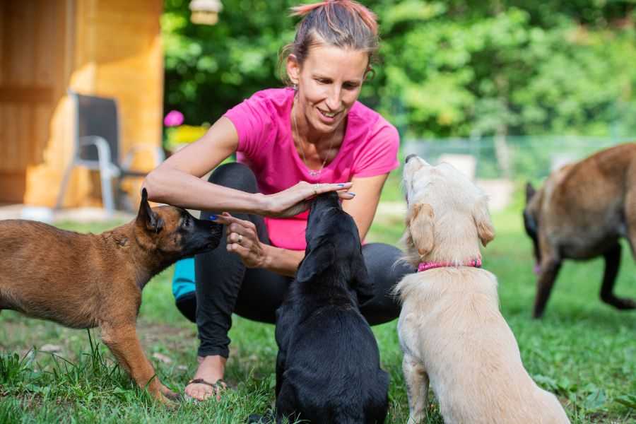New study reveals dogs are smarter than originally thought ...