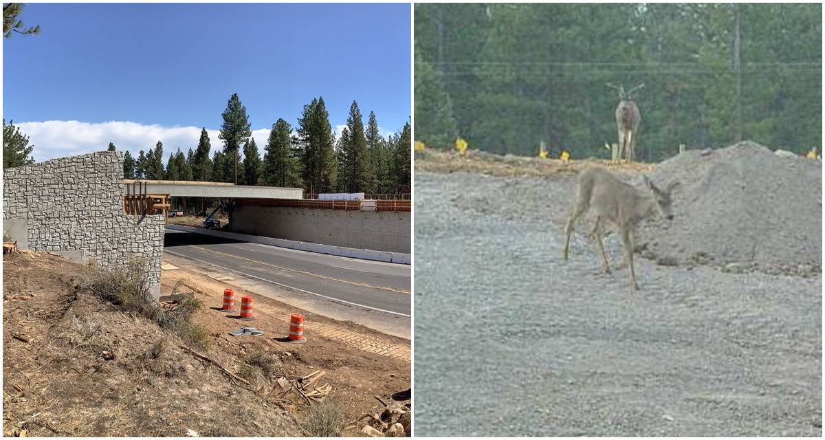 Project designers cheer as cameras capture first mule deer crossing new ...