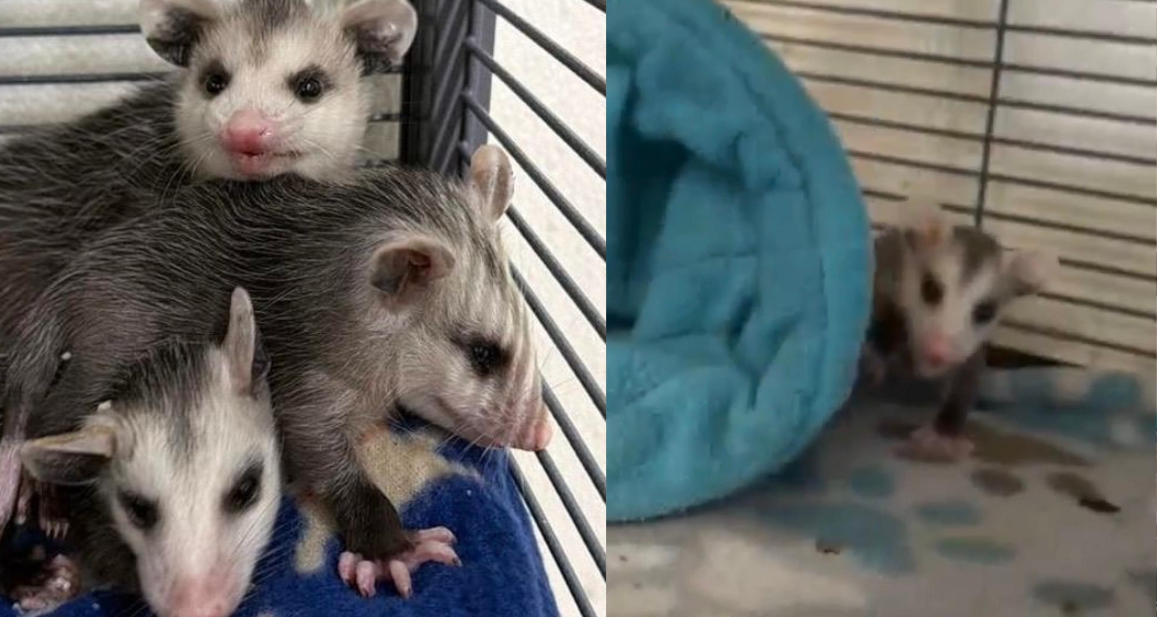 People at Sioux Falls tattoo parlor help save baby opossums after they ...